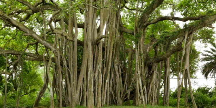 What is the Tamil Name of Peepal Tree? | Weekenders World